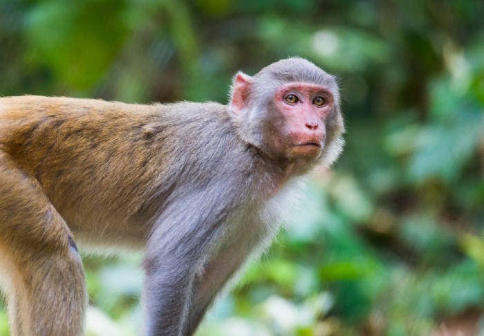Přes 40 opic uteklo z výzkumné biologické laboratoře | AC24.cz